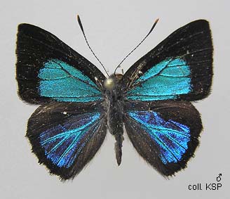 Papua Insects Foundation (Lepidoptera/Lycaenidae/Lycaeninae ...